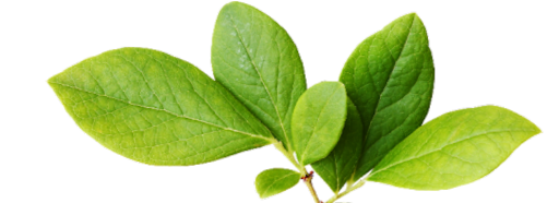 Medesync EMR - PQADMES specialist